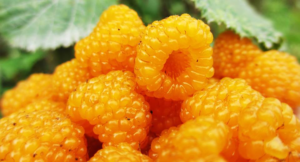 Rubus ellipticus - Golden Himalayan Raspberry, Yellow Raspberry ...
