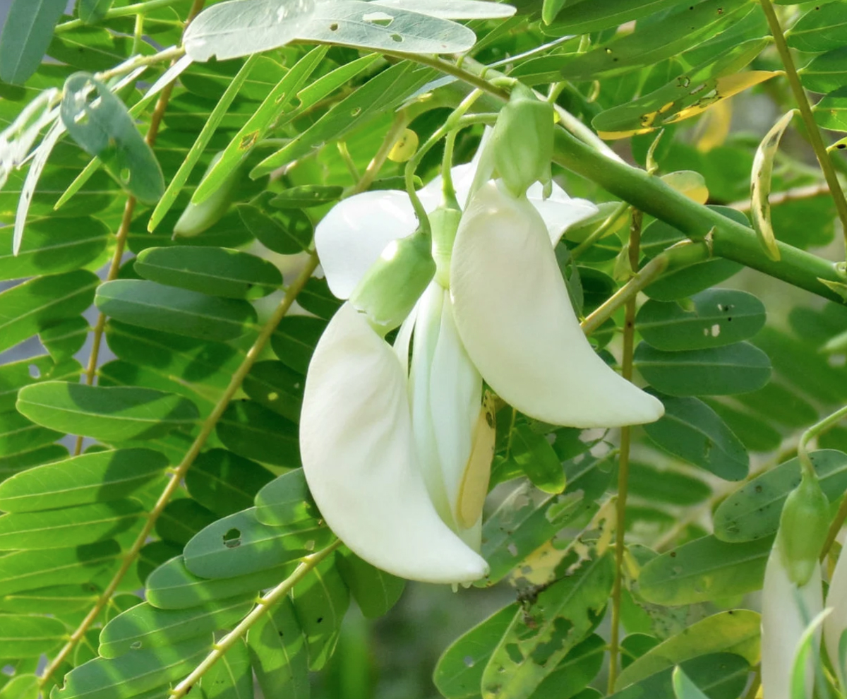 Sesbania grandiflora 'White' - Vegetable Hummingbird, West Indian Pea ...