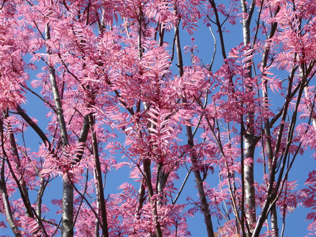 Toona sinensis 'Flamingo' - Chinese toon, Chinese mahogany - Quinta dos ...