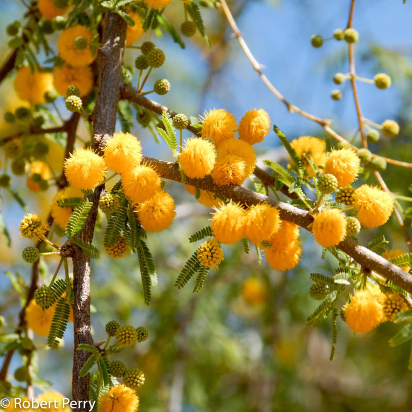 Vachellia farnesiana / Acacia farnesiana / Mimosa farnesiana - Sweet ...