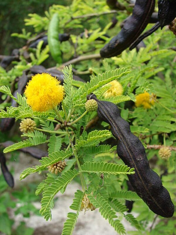 Vachellia farnesiana / Acacia farnesiana / Mimosa farnesiana - Sweet ...