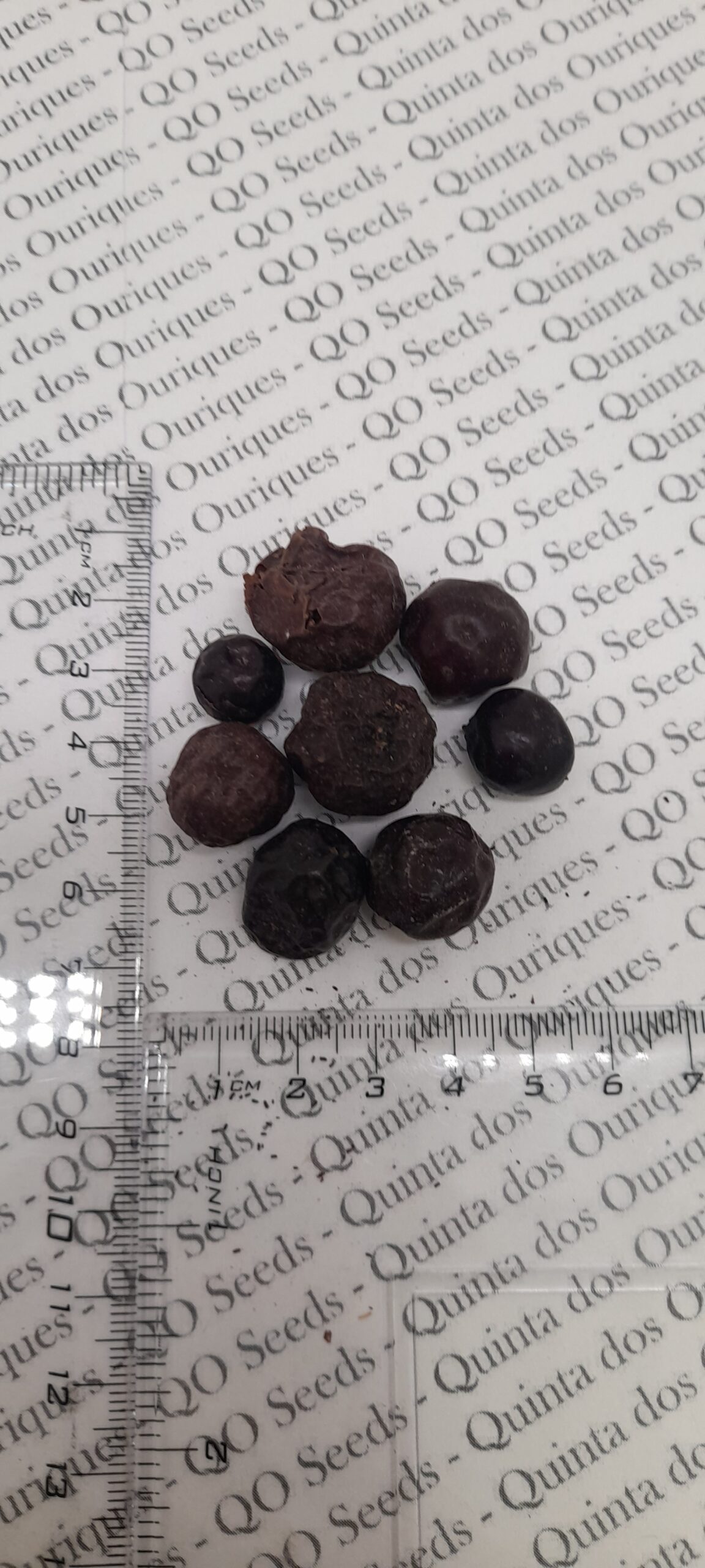 Ziziphus jujuba / Paliurus mairei / Rhamnus jujuba - Jujube, Red date ...