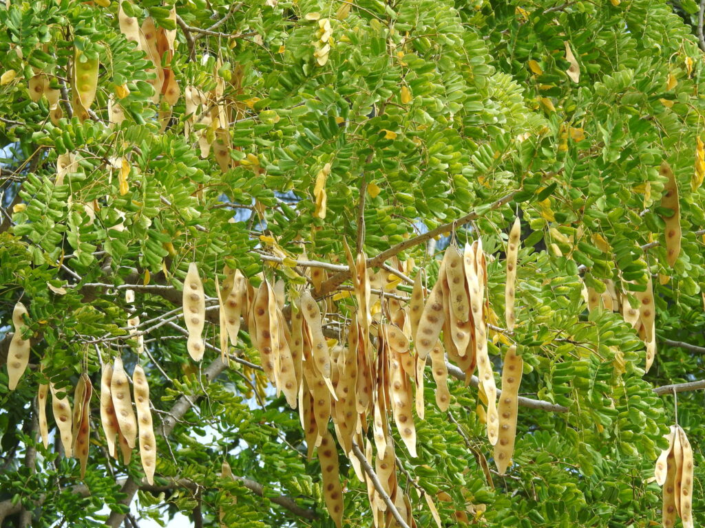 Albizia lebbeck - Sirisa, Siris, Lebbeck, Lebbek Tree, Flea Tree ...