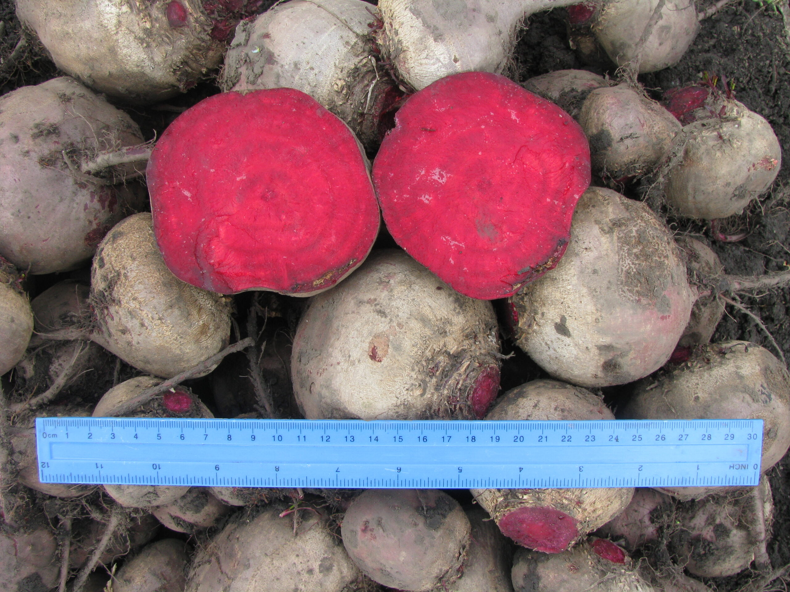 Beta vulgaris subsp. vulgaris 'Conditiva' - Beetroot, Beets, Table Beet ...