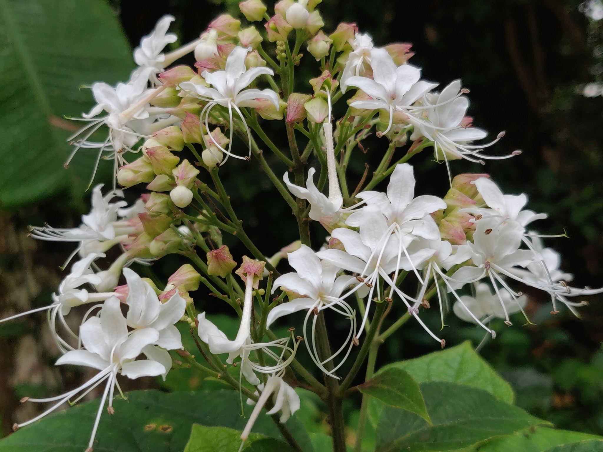 Clerodendrum infortunatum / Clerodendrum viscosum / Clerodendrum ...