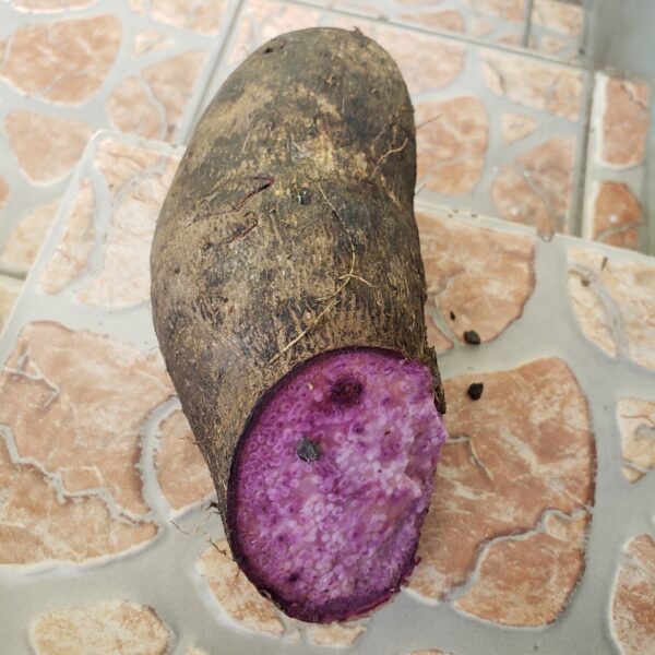 Dioscorea alata / Dioscorea rubella / Elephantodon eburnea - Purple yam ...