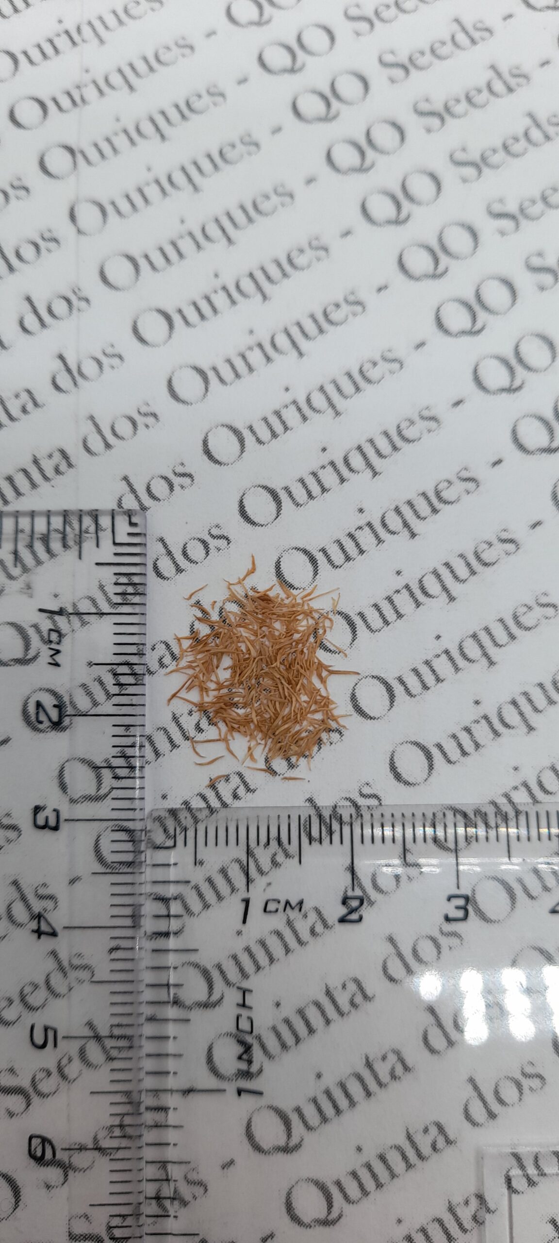 Metrosideros excelsa - Metrosidero, fire tree, pohutokawa (in maori ...