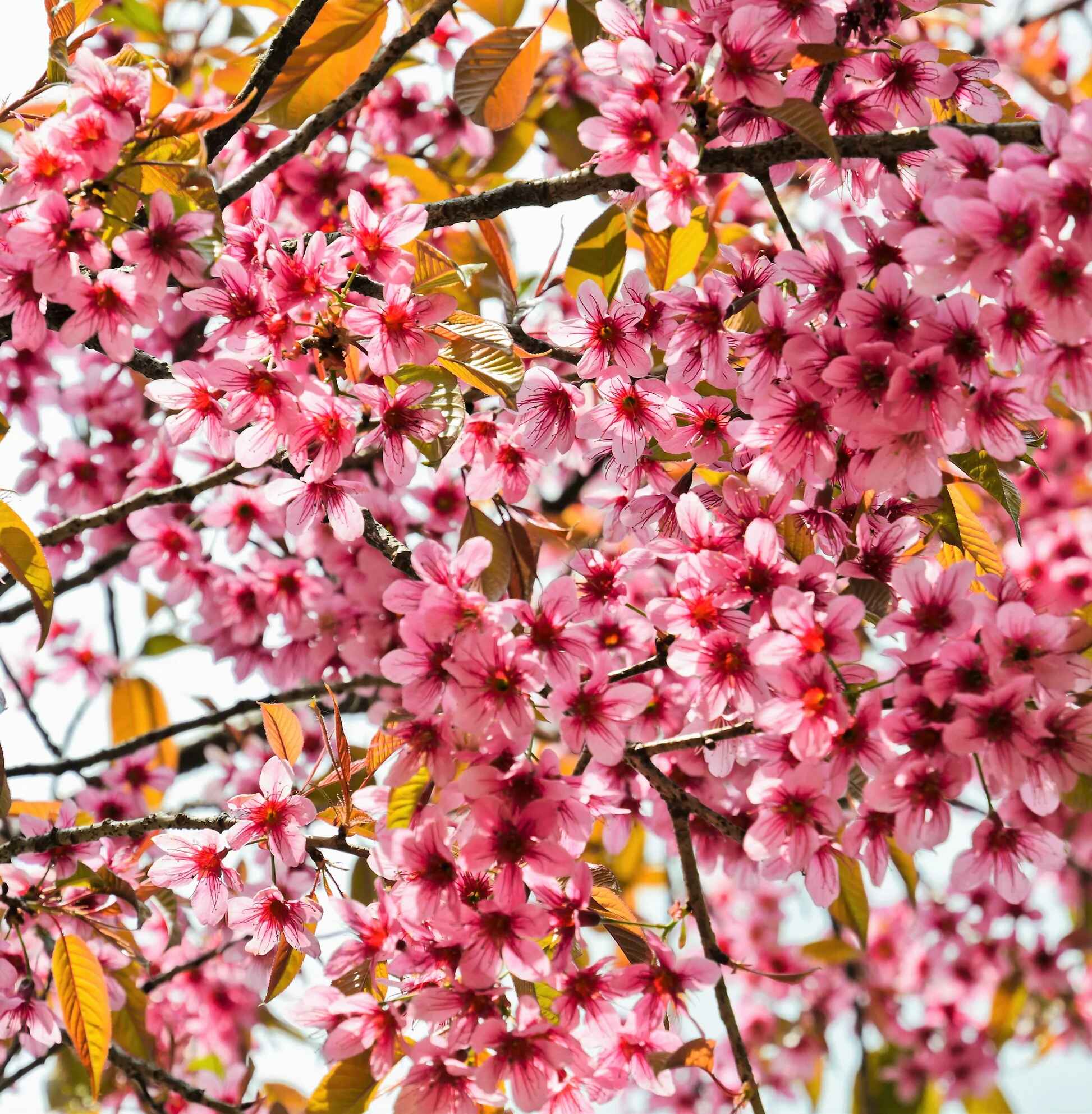 Prunus cerasoides - Himalayan Cherry, Wild Himalayan Cherry, Sour ...
