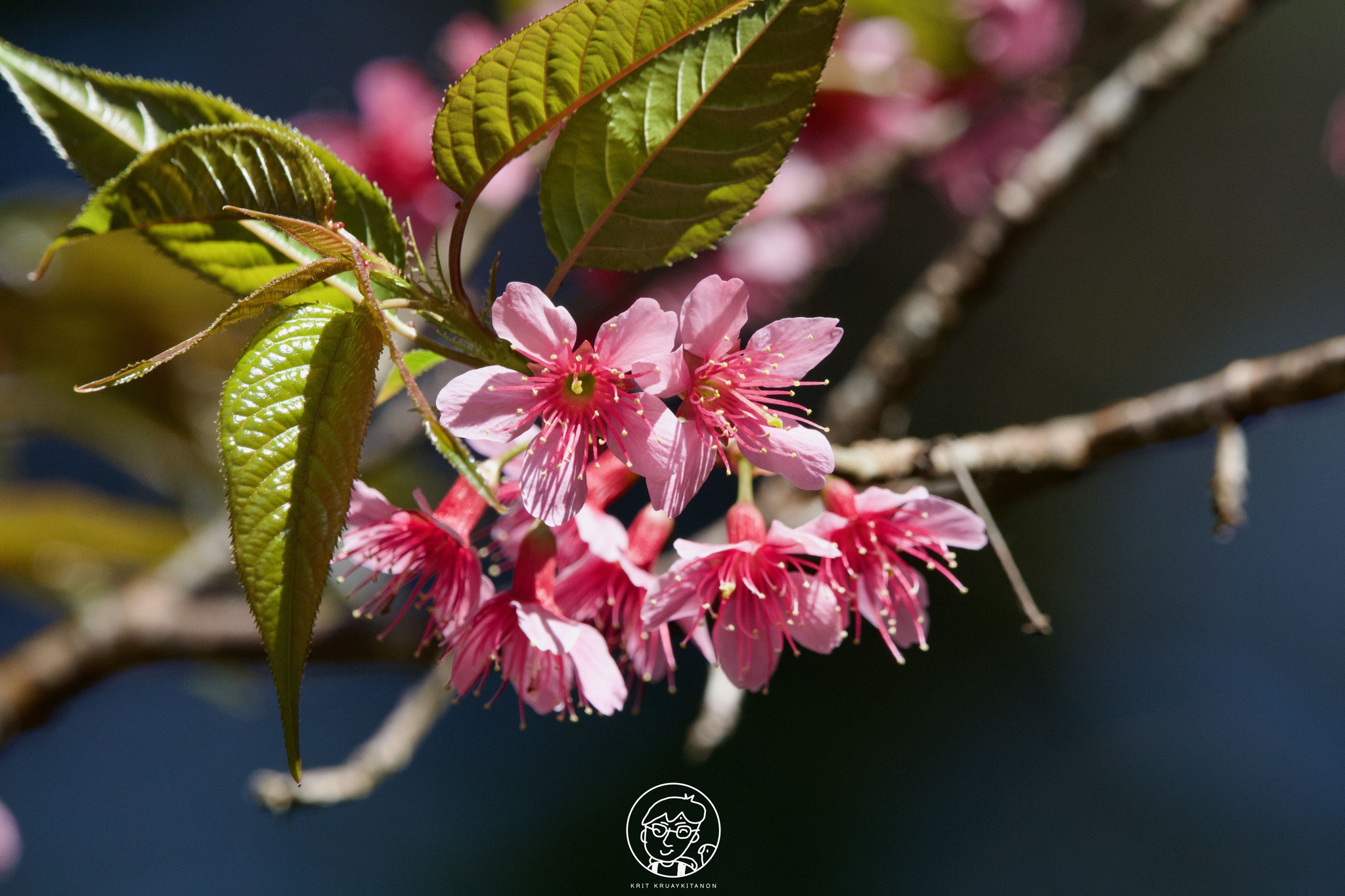 Prunus cerasoides - Himalayan Cherry, Wild Himalayan Cherry, Sour ...