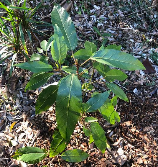Ficus racemosa - Cluster Fig, Indian Fig Tree, Goolar Fig, Red River ...