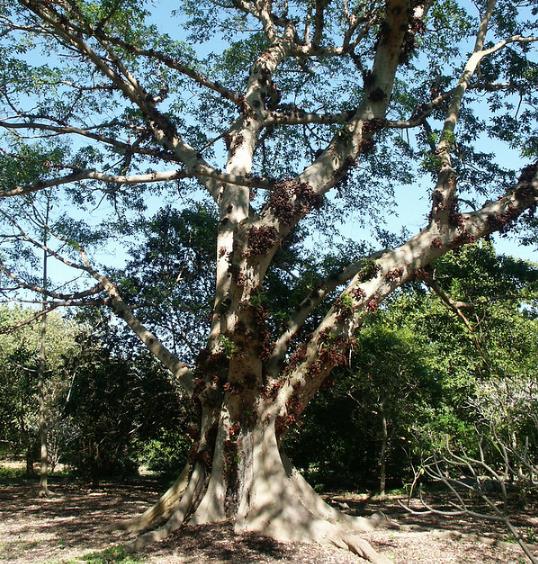 Ficus racemosa - Cluster Fig, Indian Fig Tree, Goolar Fig, Red River ...