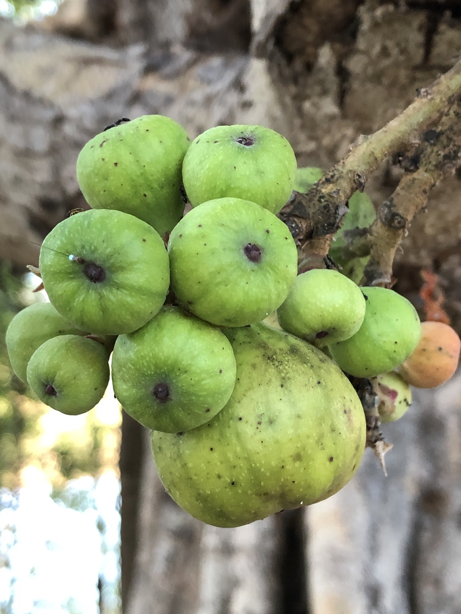 Ficus racemosa - Cluster Fig, Indian Fig Tree, Goolar Fig, Red River ...