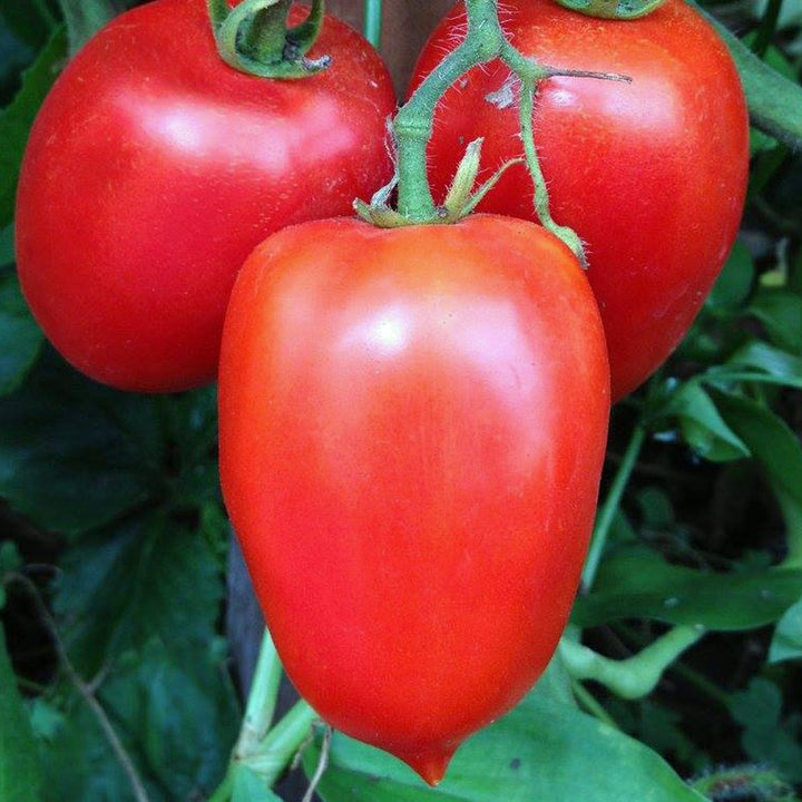 Solanum lycopersicum 'Amish Paste' - Amish Paste Tomato, Amish Paste ...