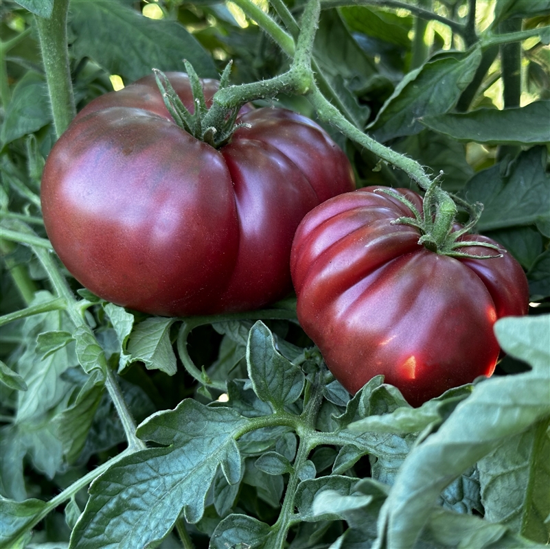 Solanum lycopersicum 'Black Krim' - Black Krim Tomato, Black Krim ...