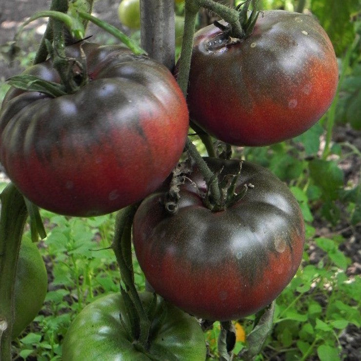 Solanum lycopersicum 'Black Krim' - Black Krim Tomato, Black Krim ...