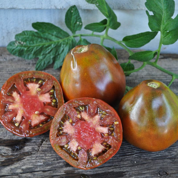 Solanum lycopersicum 'Japanese Trifele Black' - Japanese Trifele Black ...