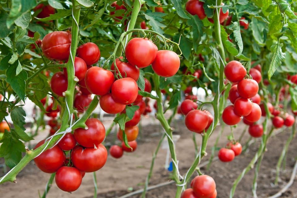 Solanum lycopersicum 'Large Red Cherry' - Large Red Cherry Tomato ...