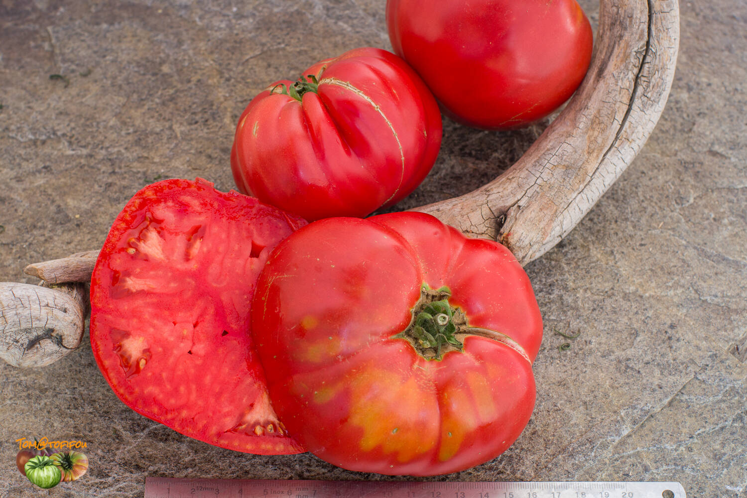 Solanum lycopersicum 'Mortgage Lifter Halladay's' - Mortgage Lifter ...