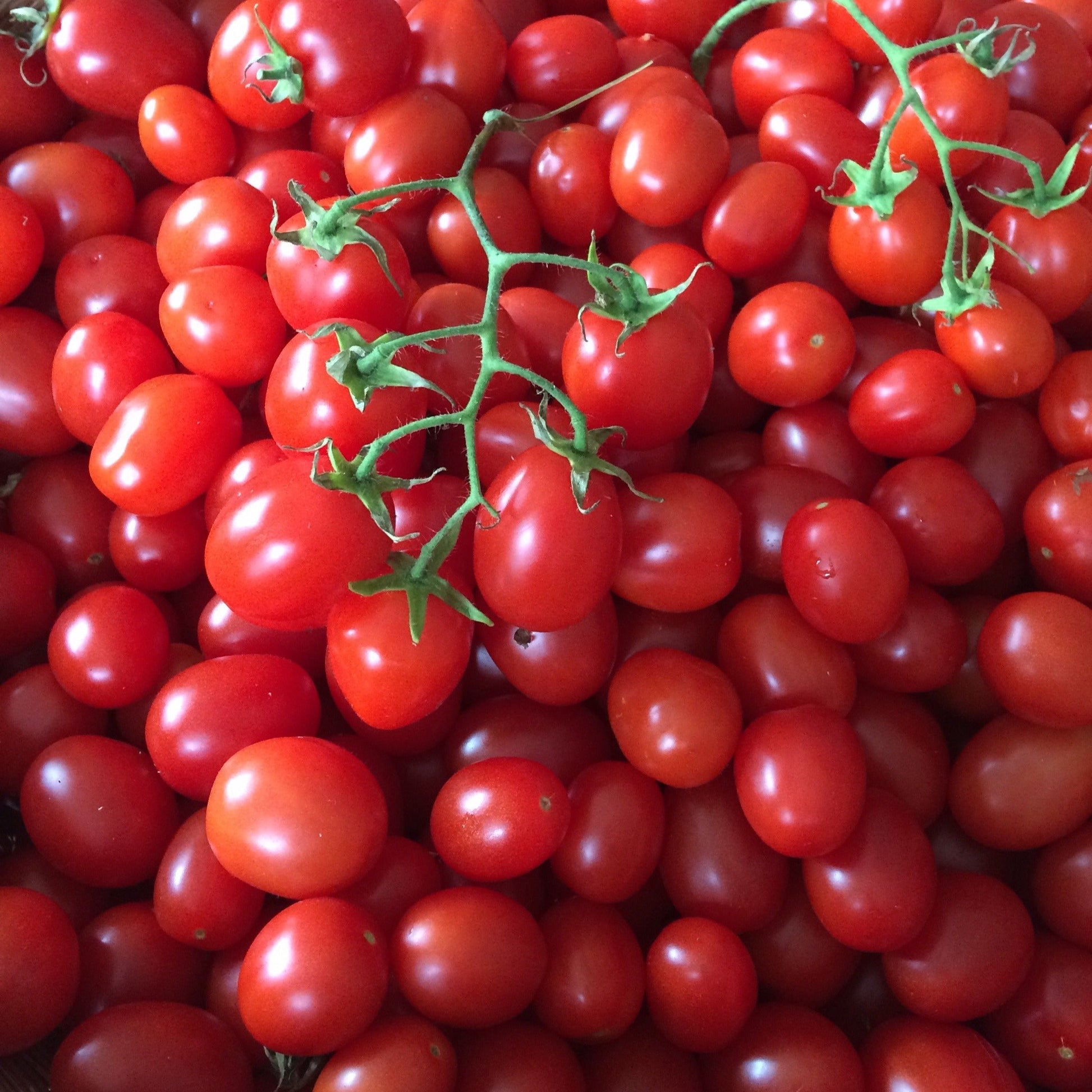 Solanum lycopersicum 'Principe Borghese' - Principe Borghese Tomato ...