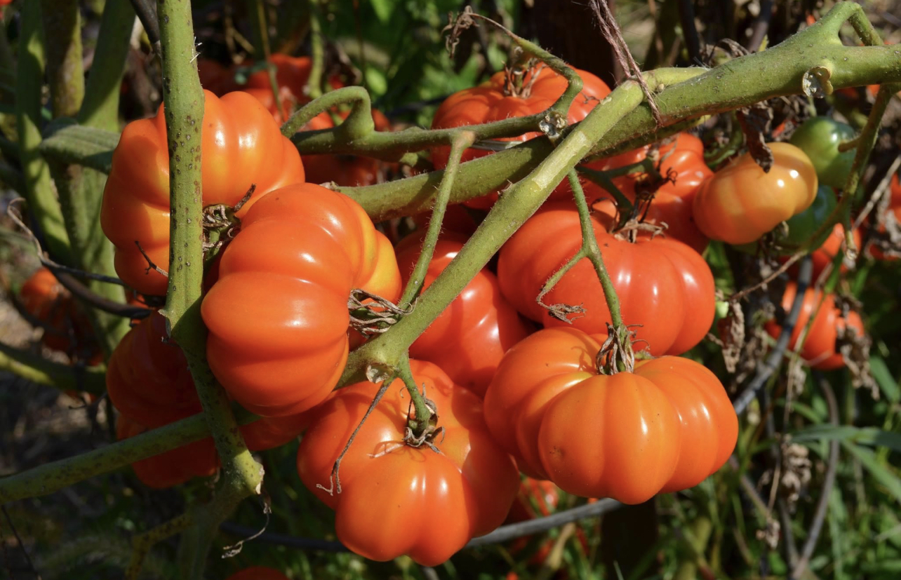 Solanum lycopersicum 'Rosso Sicilian' - Rosso Sicilian Tomato, Rosso ...