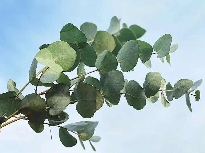 Eucalyptus gamophylla - Blue Mallee, Warilu, Blue-Leaved Mallee, Twin ...