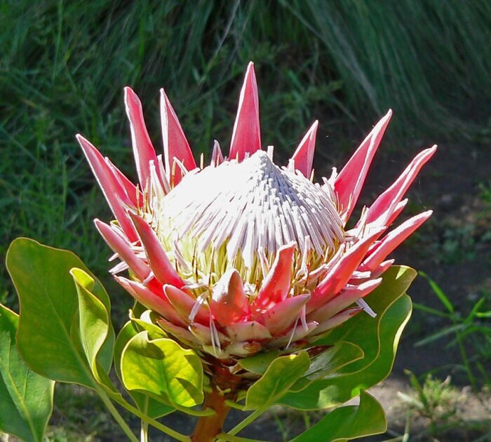 Protea cynaroides - King Protea, Giant Protea, King Sugarbush, Honey ...