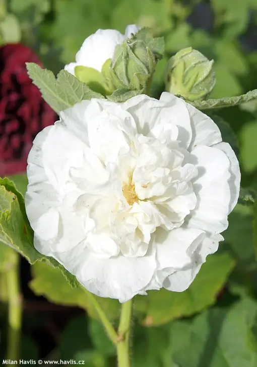 Alcea rosea 'Chater's Double White' - Alcea, Atléia, Royal Malva ...