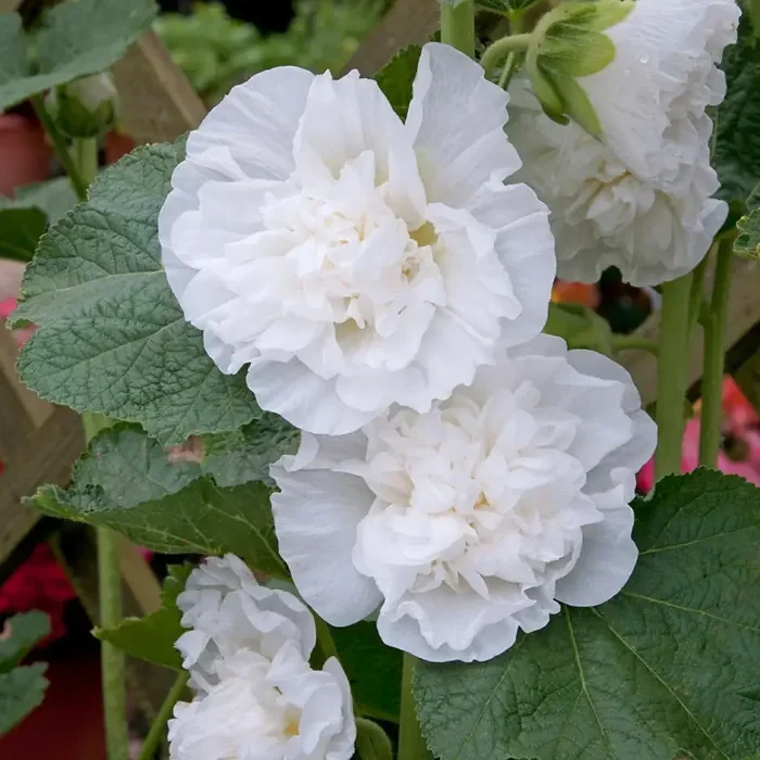 Alcea rosea 'Chater's Double White' - Alcea, Atléia, Royal Malva ...