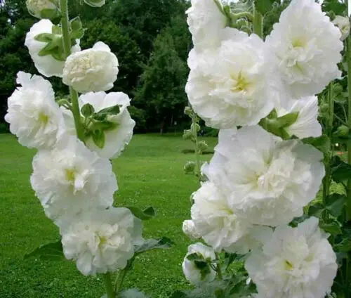 Alcea rosea 'Chater's Double White' - Alcea, Atléia, Royal Malva ...
