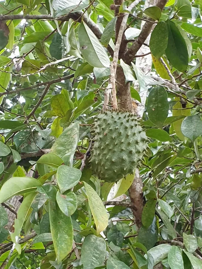 Annona muricata - Soursop, Graviola, Guyabano, Guanabana, Prickly ...