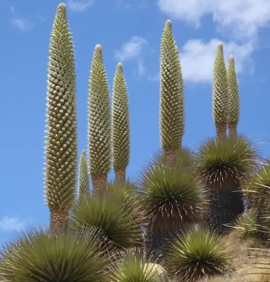 Puya raimondii - Queen Of The Bromeliads, Queen Of The Andes, Titanka ...